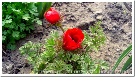 Paradisul Florilor: Anemone Rosii + Merisor